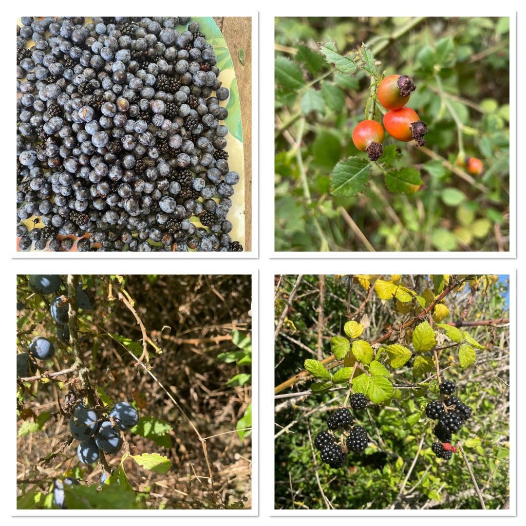 Autumn foraging for calm mindfulness - Green Hub